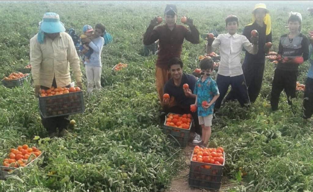 The processing tomato industry in Iran - part 1 - Tomato News