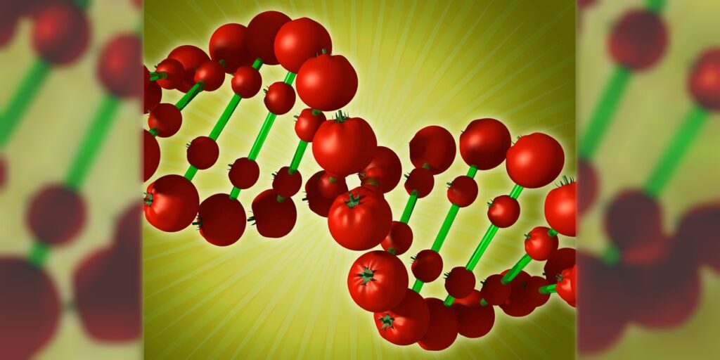Breeding: The CRISPR-Cas9 method (Part 2) - Tomato News