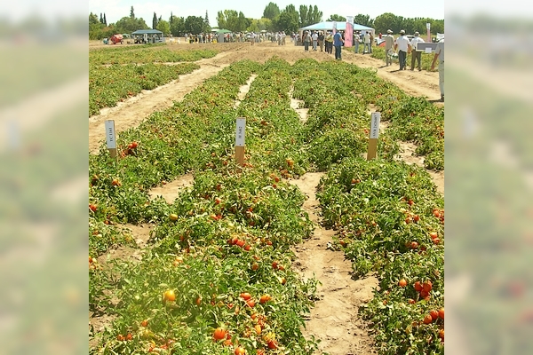 BIOCOMES: New biological control products - Tomato News