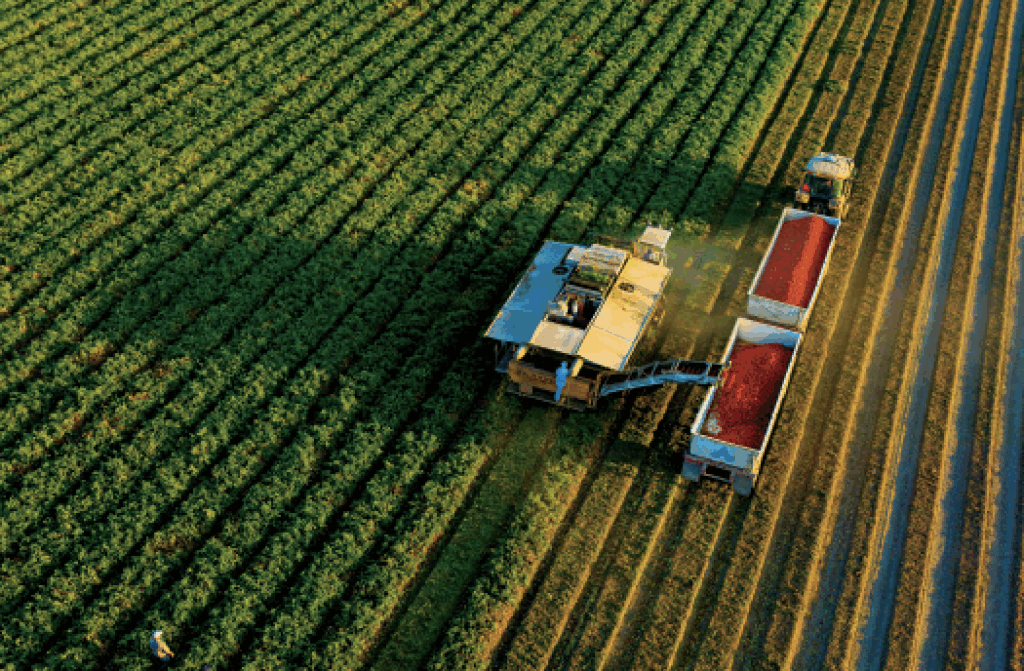 California 2025 forecast rises to 10 million tonnes - Tomato News